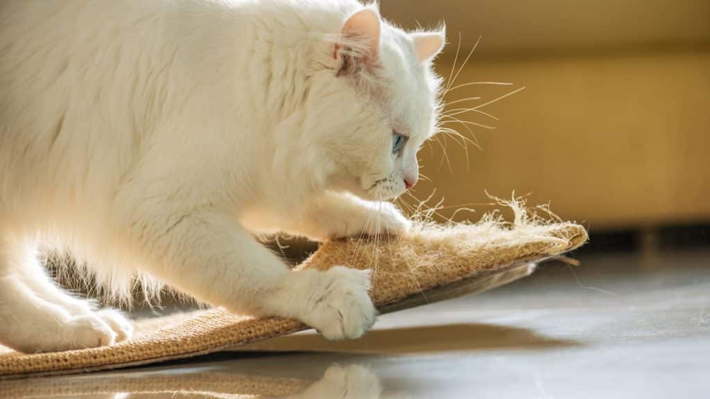 Why Cats Scratch Posts—Plus How To Get Them To Use One
