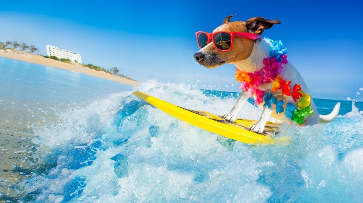 10 Dogs Having a Better Time on Spring Break Than You | The Dog People ...