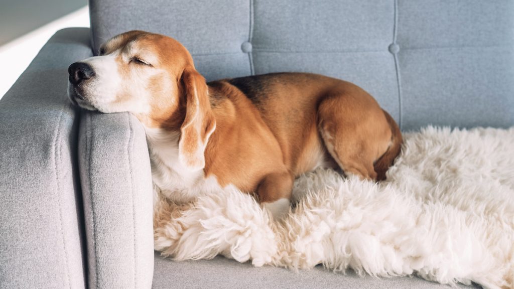 The 10 Best Couch Covers and Furniture Protectors for Dogs