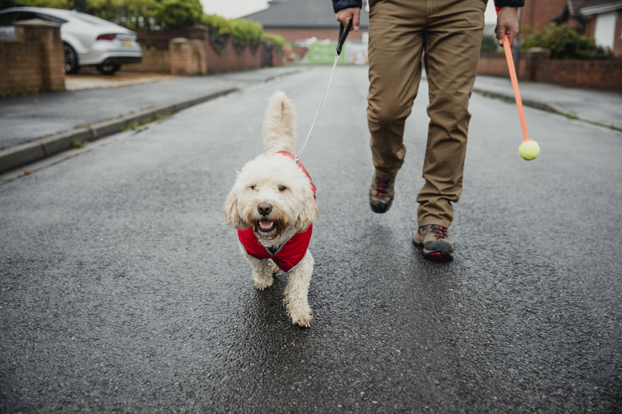 The Most Popular Dog Breeds in London