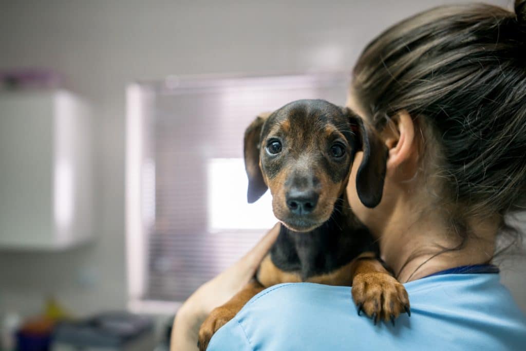 How Do Dogs Get Parvo? Symptoms, Treatment and Prevention of CPV