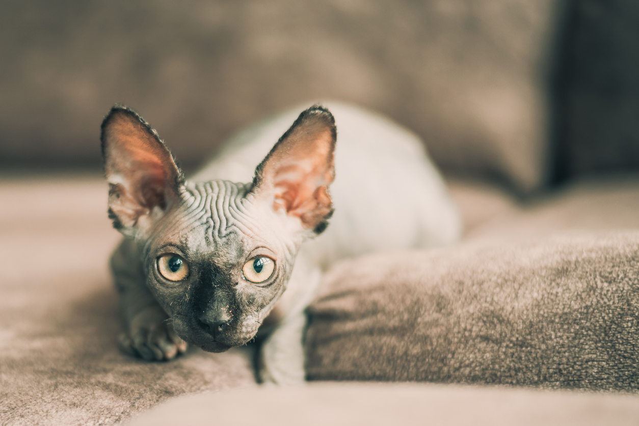 Egyptian Cat: History, Importance, Role, and Egyptian Cat Breeds