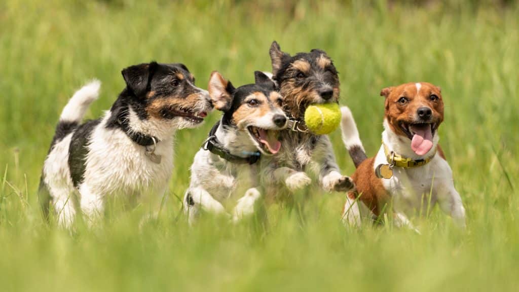 How To Choose a Dog Collar, According to the Experts