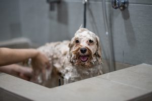 How To DIY a Dog Shower Station