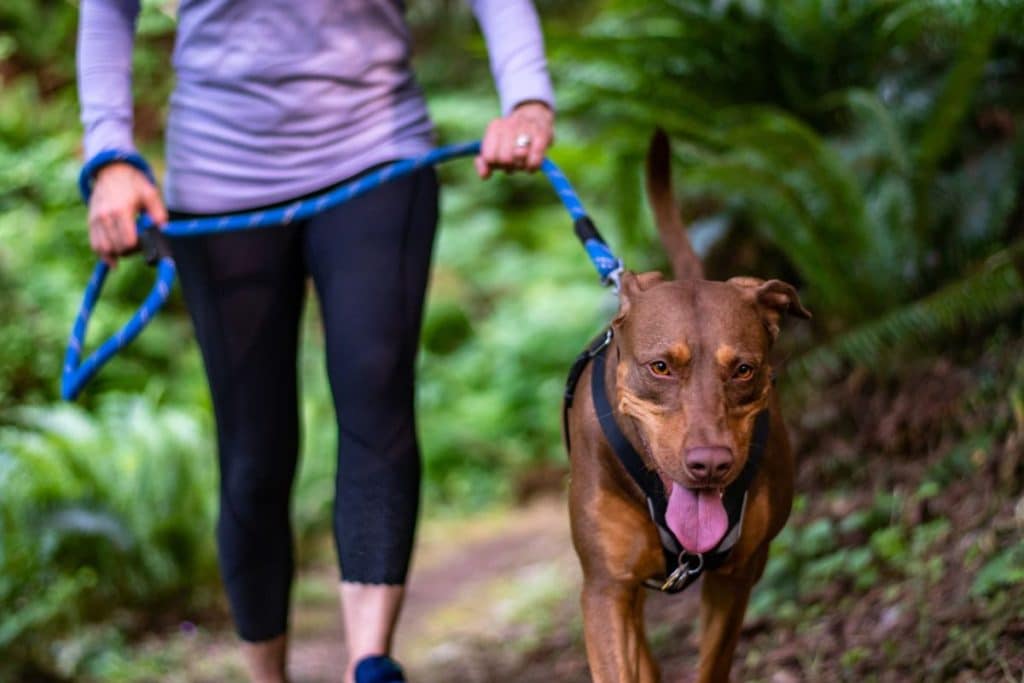 Preventing Common Dog Walking Injuries: Top Tips for Safe Walks