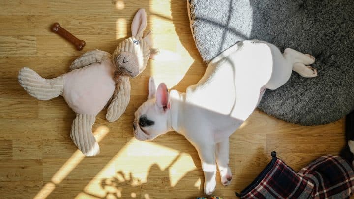 The 11 Best Beds for Small Breed Dogs