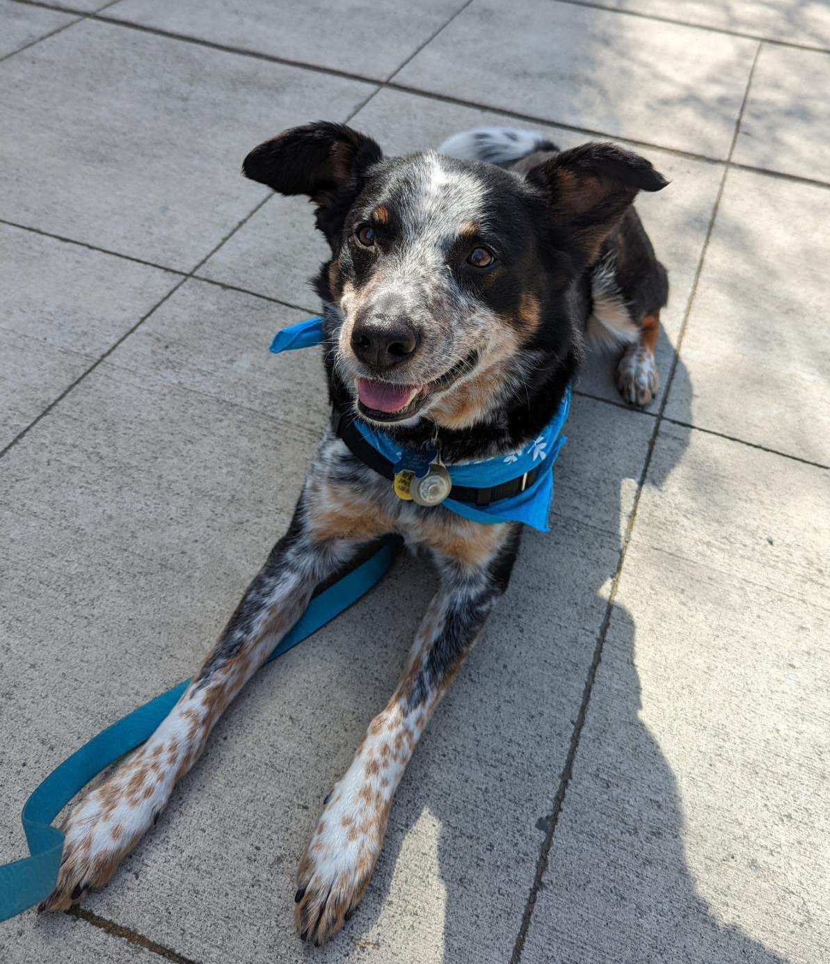 How Pet Inflation Changed My Annual Costs for My Cattle Dog