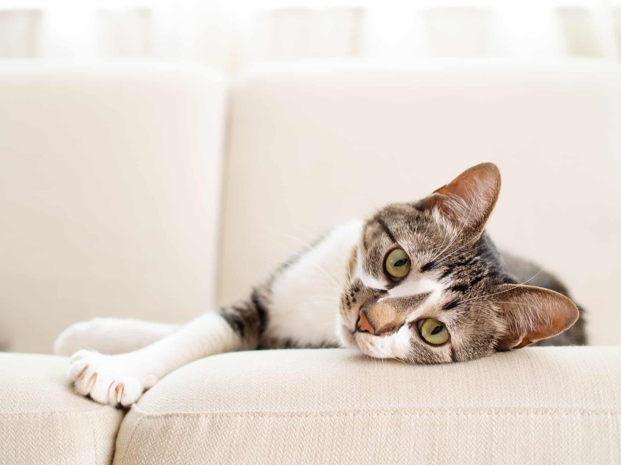 Cat Incontinence: Causes, Risk Factors & Treatment