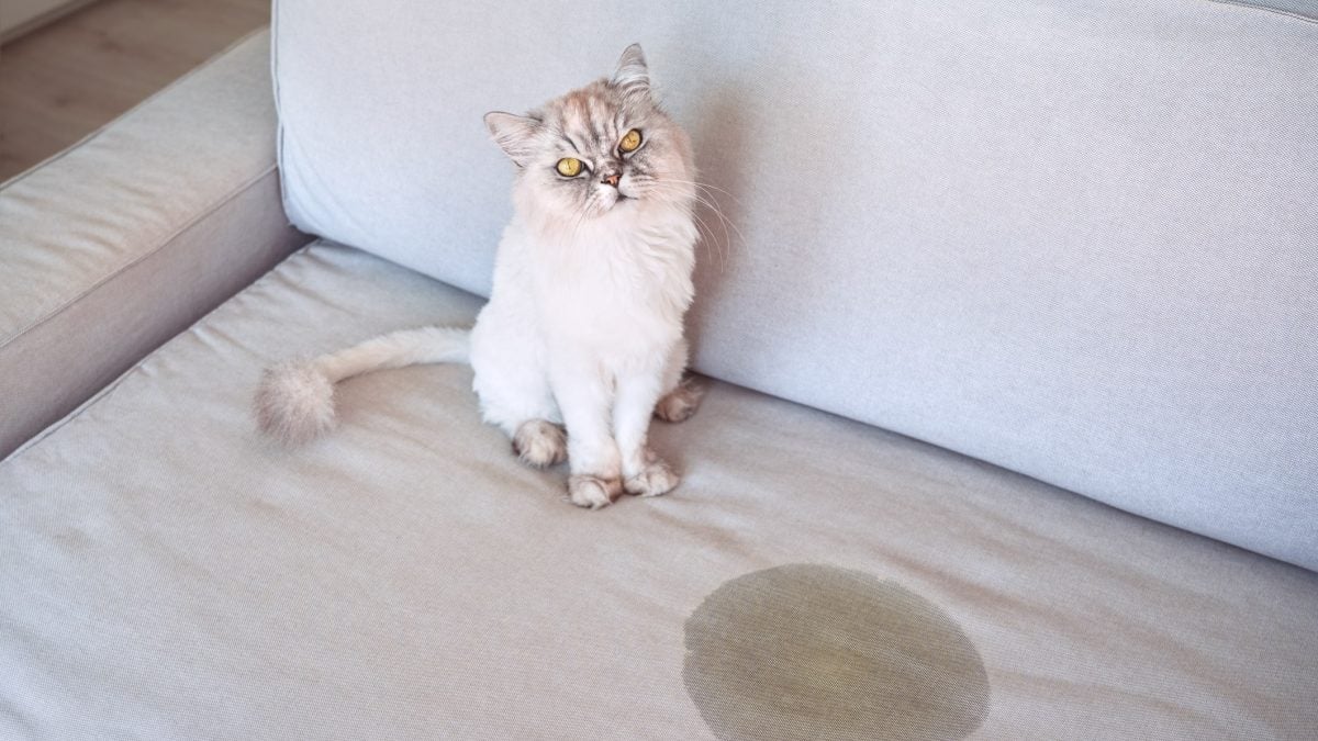 Cat Incontinence: Causes, Risk Factors & Treatment