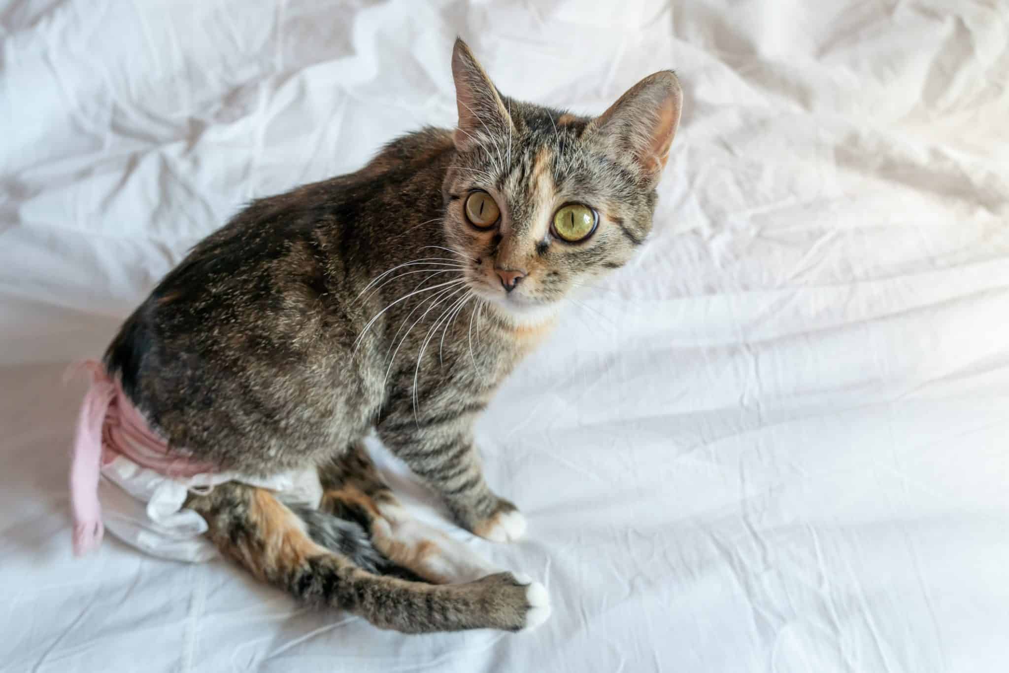 Cat Incontinence: Causes, Risk Factors & Treatment