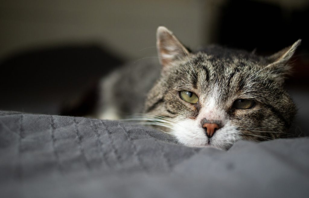 15 aliments toxiques pour les chats