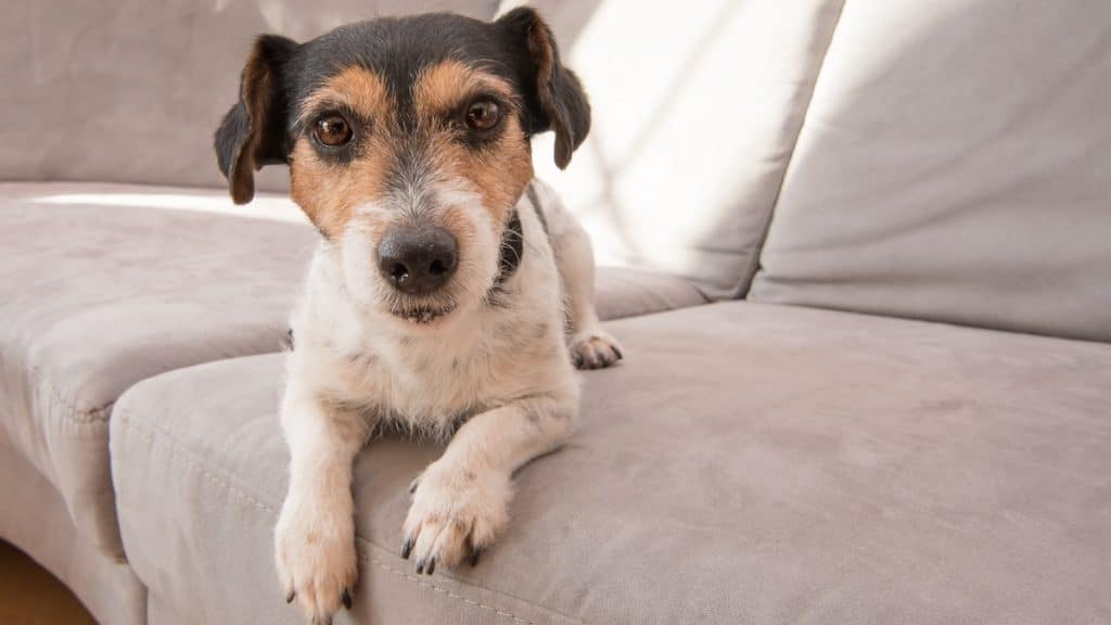 How to Keep Your Dog Off the Couch