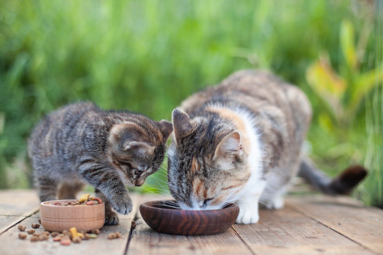Why Do Cats Scratch Around Their Food? | Why Cats Paws Their Food