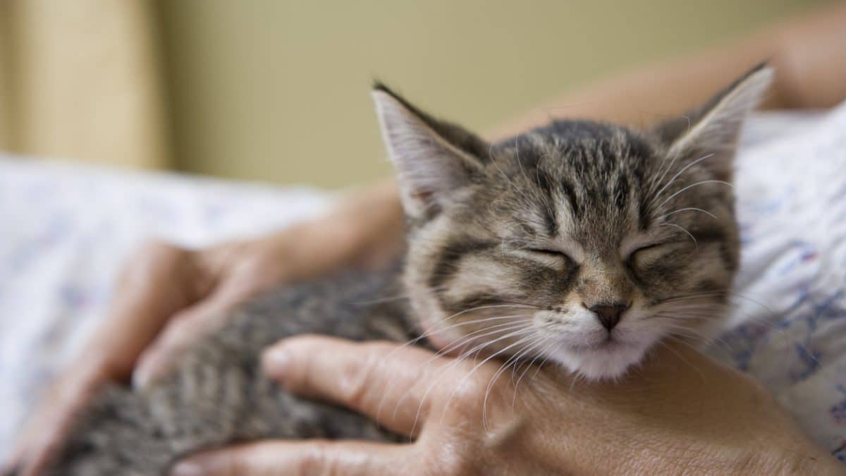 Why Is My Cat Purring So Much & Loud?