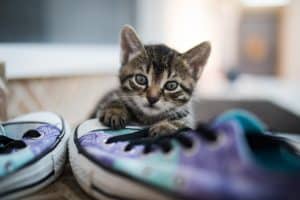 Why Do Cats Like Shoes? 6 Reasons For This Odd Behavior