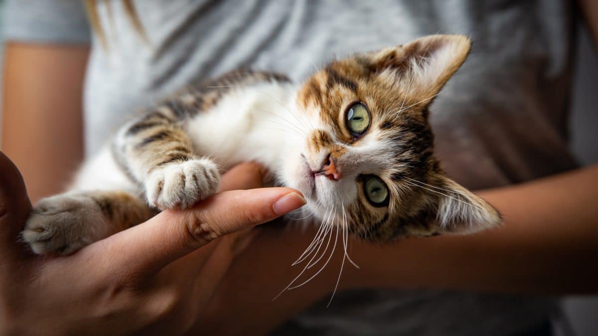 11 Cat Brain Facts: Feline Intelligence Explained