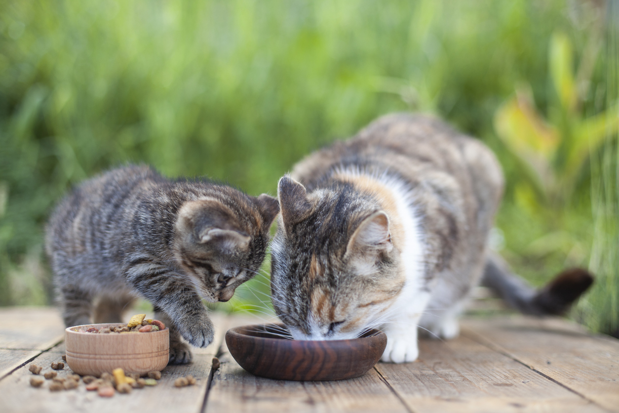 Did My Cat Really Just Burp? Reasons Your Cat Might Belch | The Dog ...