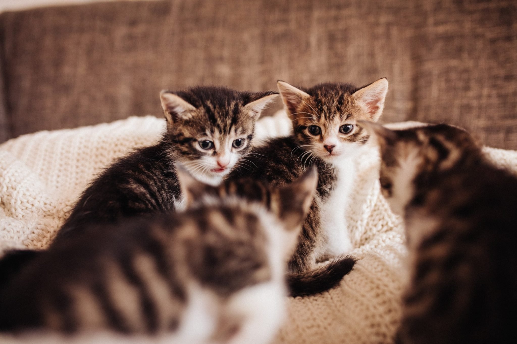 How to Stop Your Cat from Bullying Other Cats