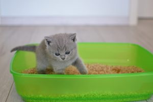 When Do Kittens Start Pooping? A Guide To Kitty Poops