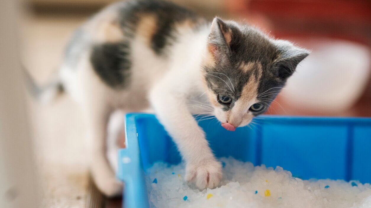 When Do Kittens Start Pooping A Guide To Kitty Poops