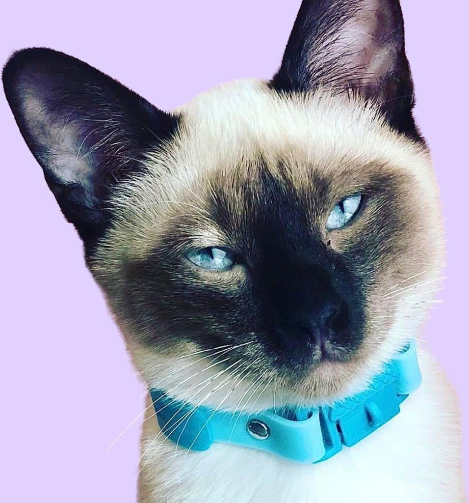 The 9 Best Cat Collars with Bells for Wildlife Protection