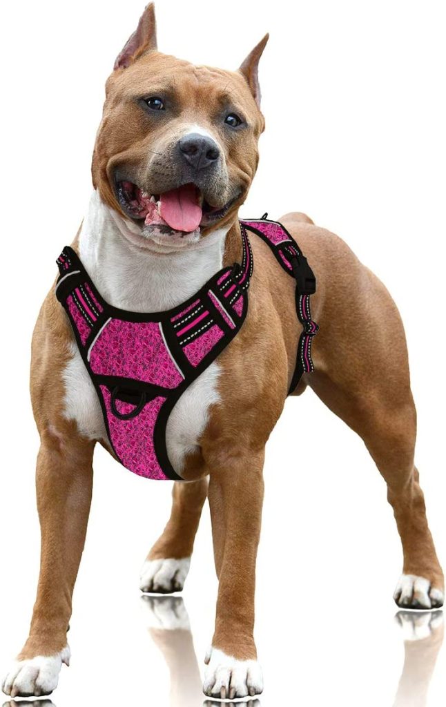 The 8 Best Large Dog Harnesses for Your Big Pup