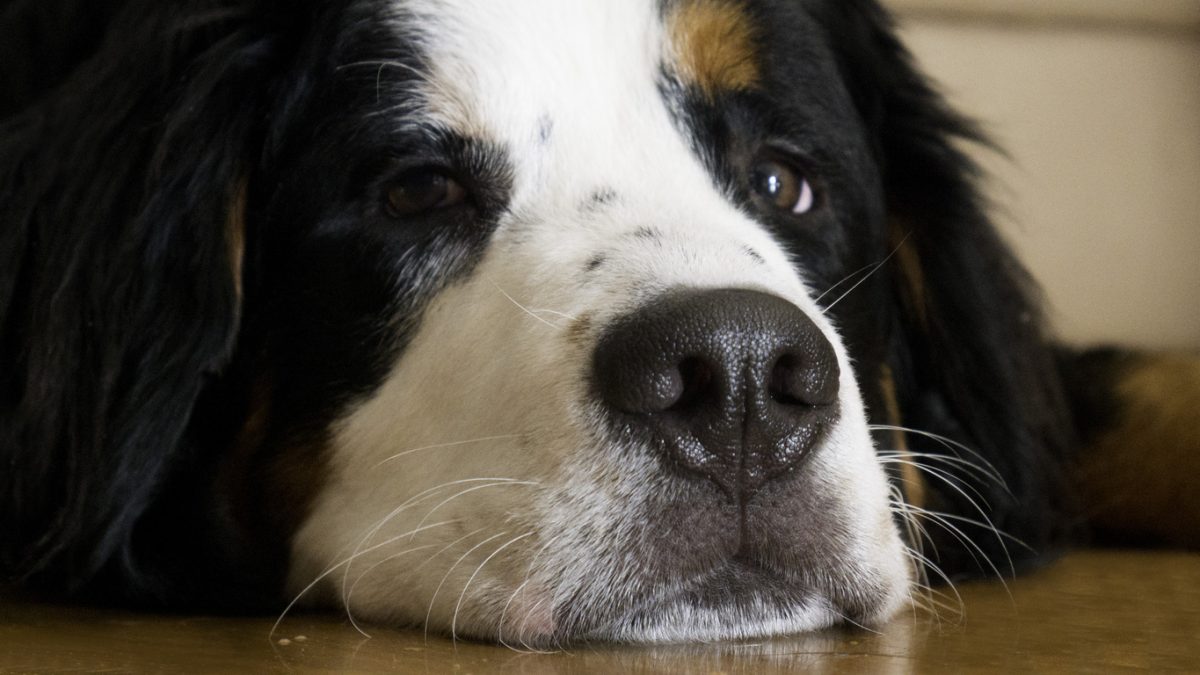 The Top 9 Reasons to Adopt a Senior Dog | The Dog People