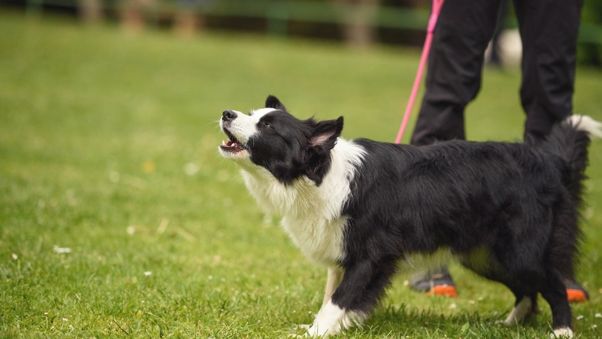 How to Train a Leash Reactive Dog