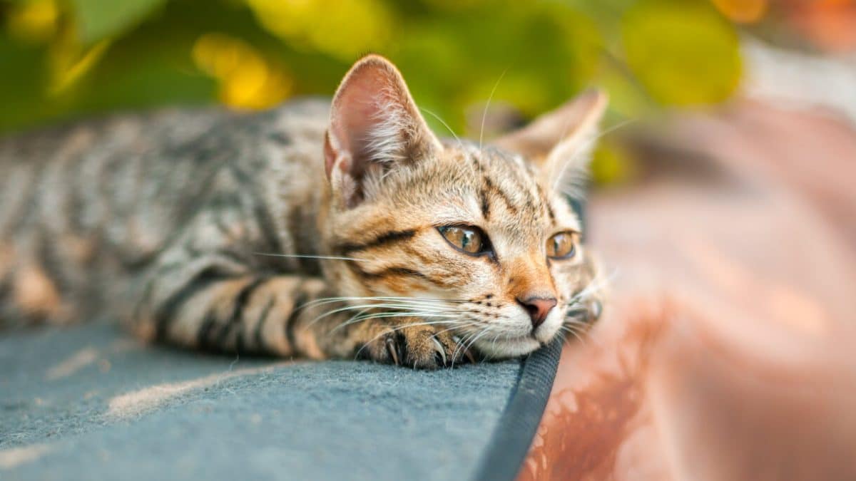 Lethargic Cat: Signs, Causes, and When To Contact A Vet