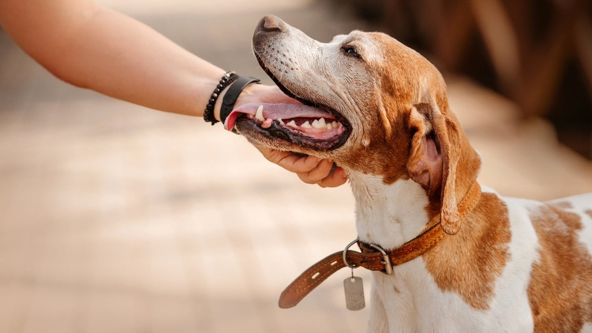 Do You Need a License for Your Dog?