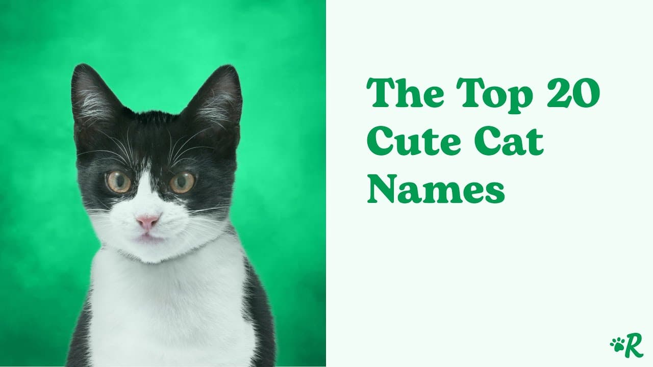 Cute Cat Pictures With Words Cute Cat Pictures With Words