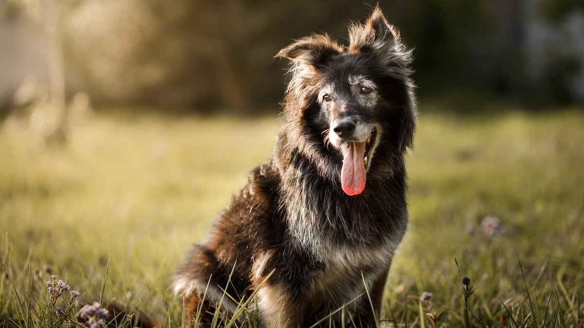 Dog Breeds with the Longest Lifespan
