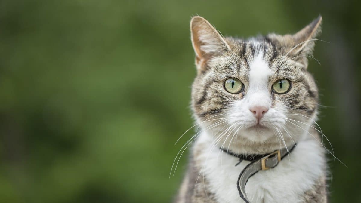 Cómo encontrar un gato perdido en 16 pasos y cómo evitar que vuelva a ...