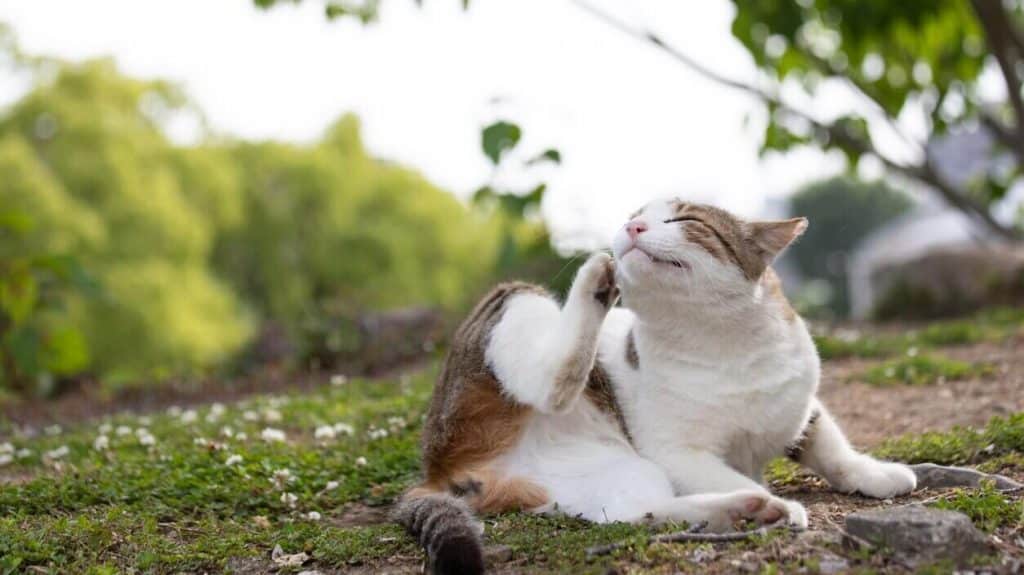 Gale du chat : symptômes, causes et traitement