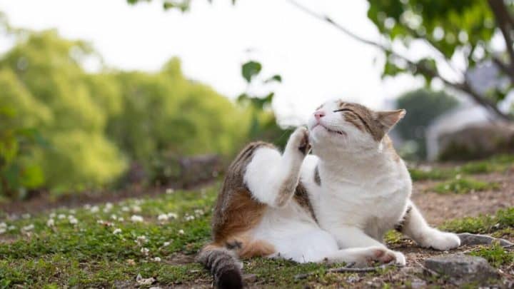 Sarna en los gatos: síntomas, causas y tratamiento