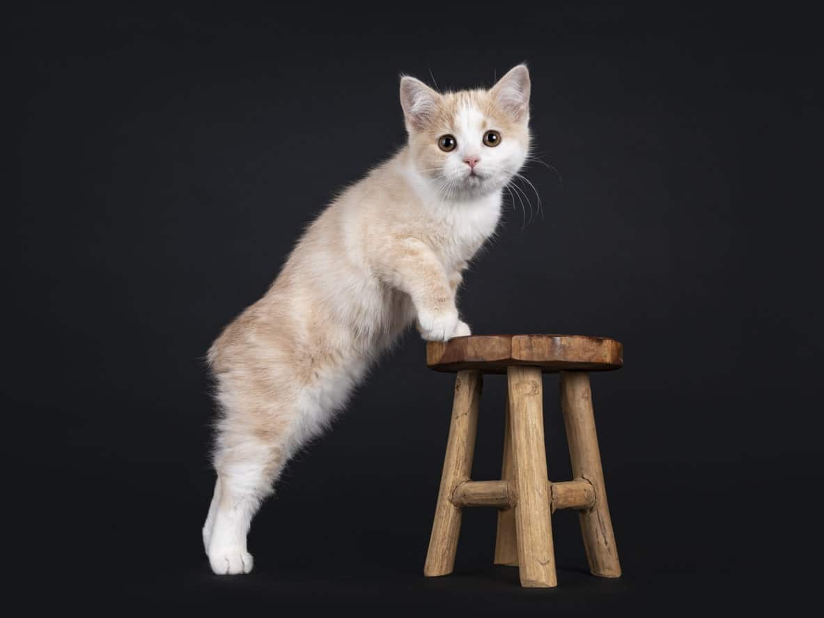 Manx Cat Breed Profile: Characteristics, Personality & Care