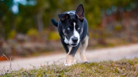 McNab Dog Breed Facts & Personality | The Dog People by Rover.com