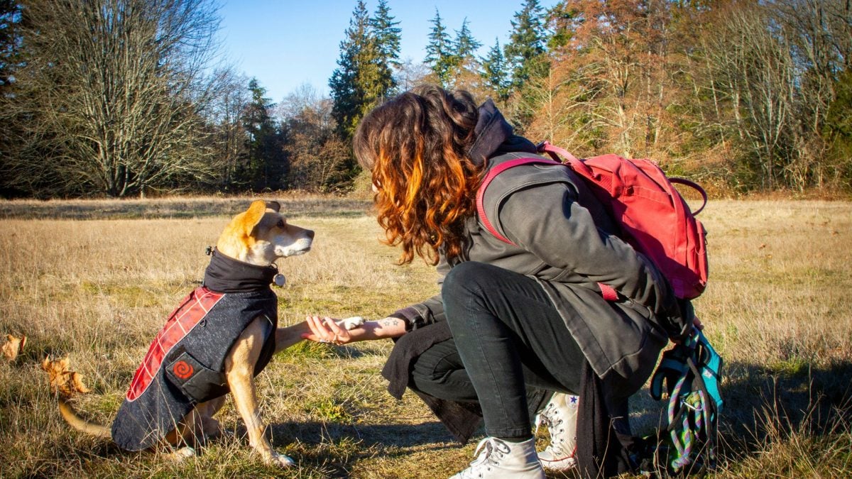 14 Dog Expert Credentials to Search For