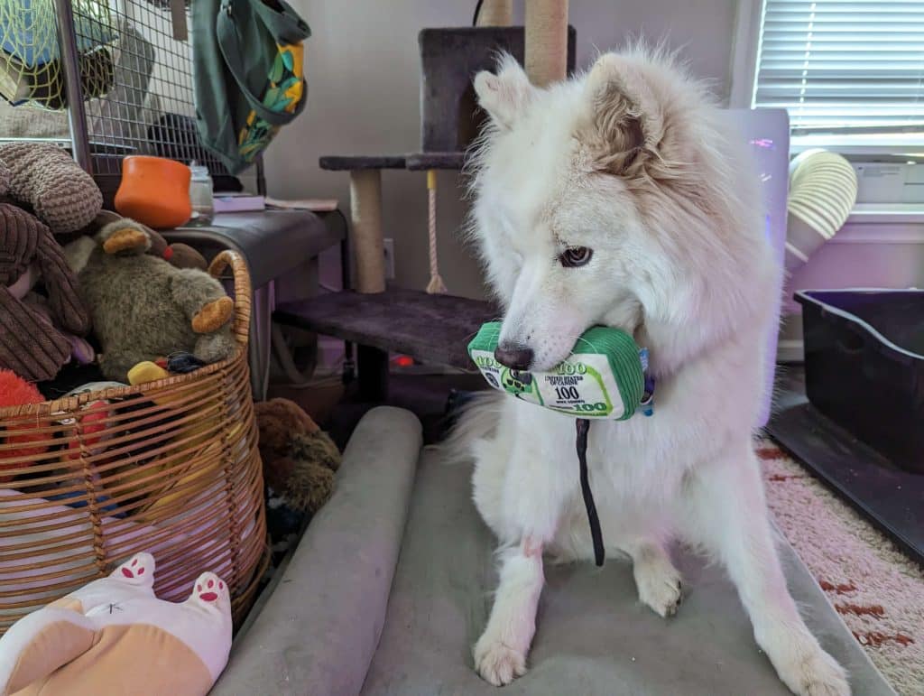 How I Spent $12,058 on My Samoyed Puppy's First Year