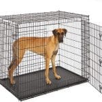 The 12 Best Big Dog Crates for Large and Giant Breeds