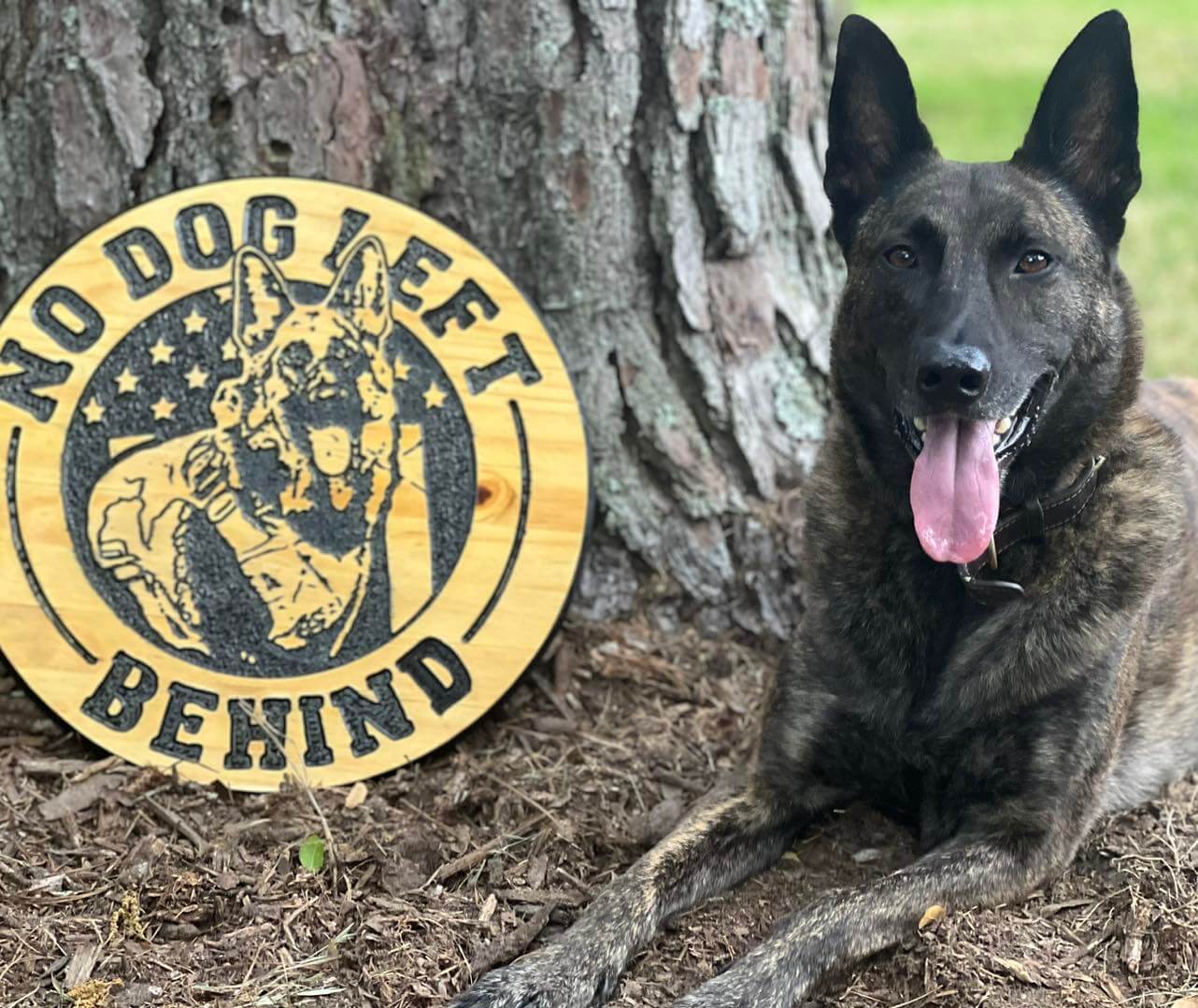 Discover these 5 Pet-Focused Businesses on Veterans Day