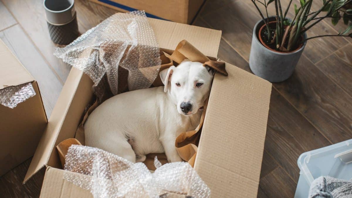 Moving With Your Dog: Tips & Step-By-Step Guide