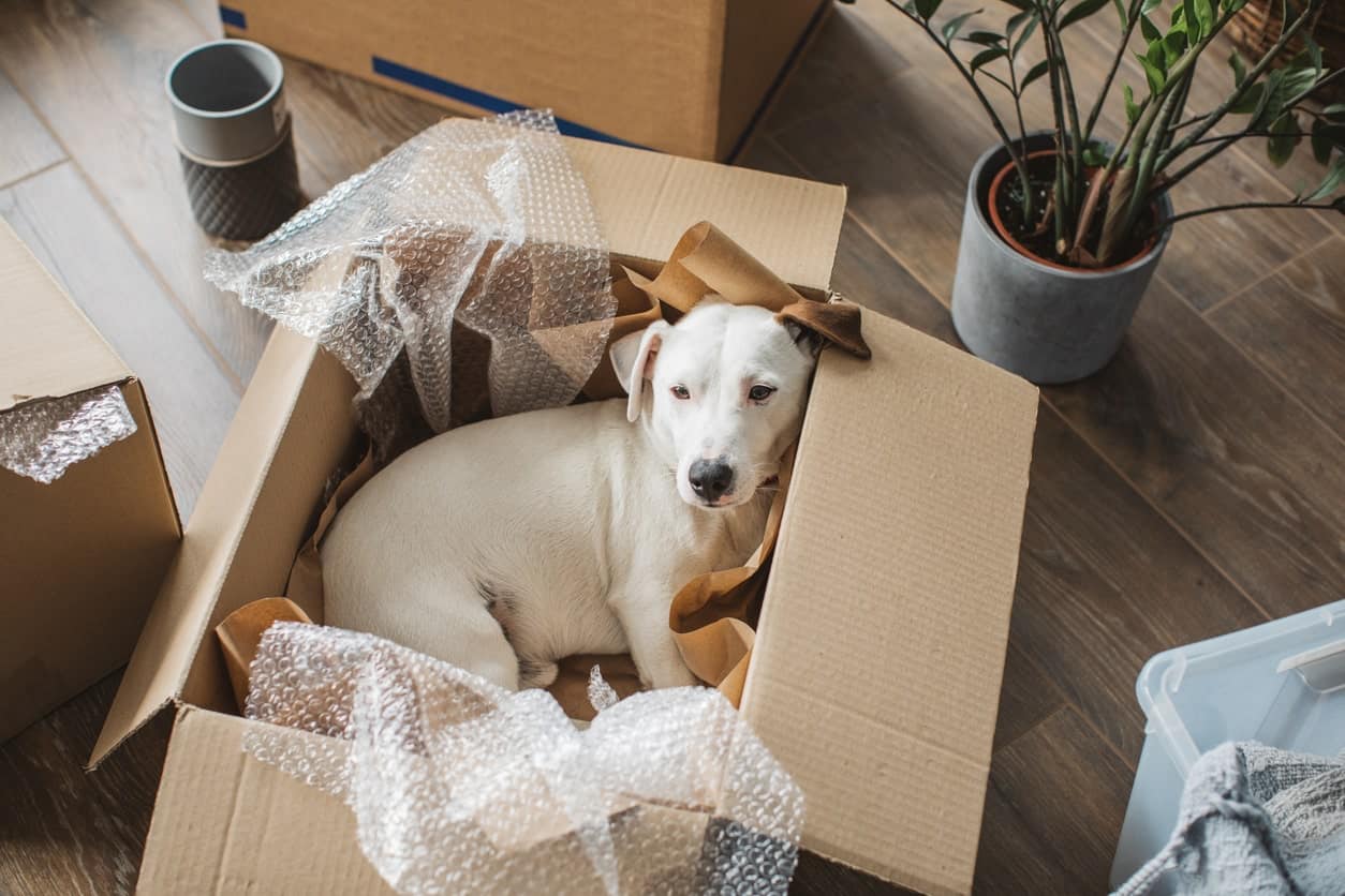 Moving With Your Dog: Tips & Step-By-Step Guide