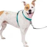 The 9 Best No-Pull Harnesses for Dogs Who Tug