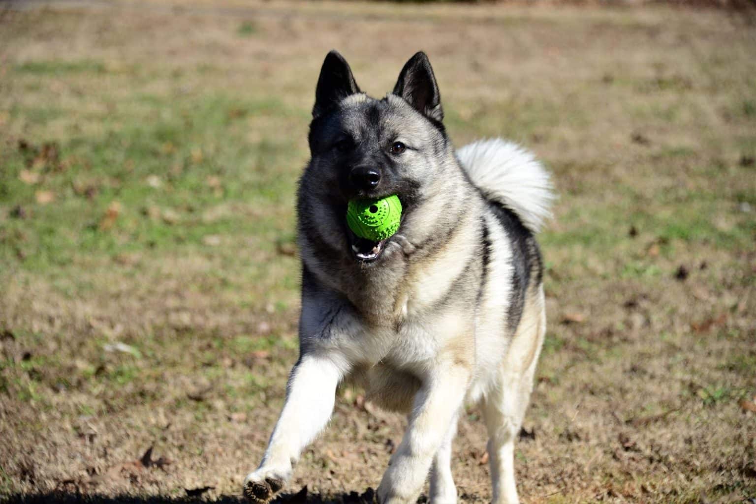 Norwegian Elkhound Breed: Origin, Temperament & More