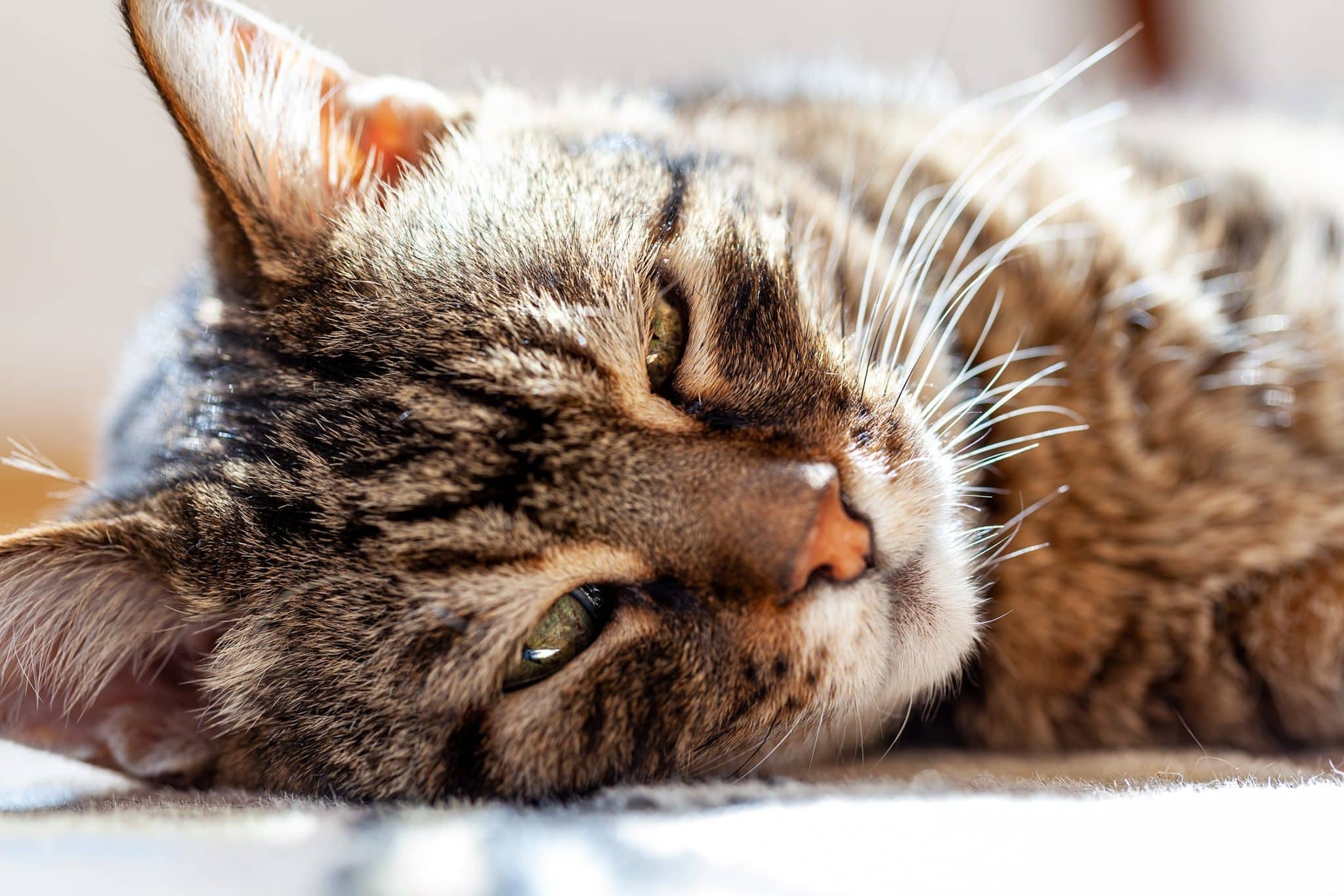 How Old Is A Senior Cat & How To Care For Them