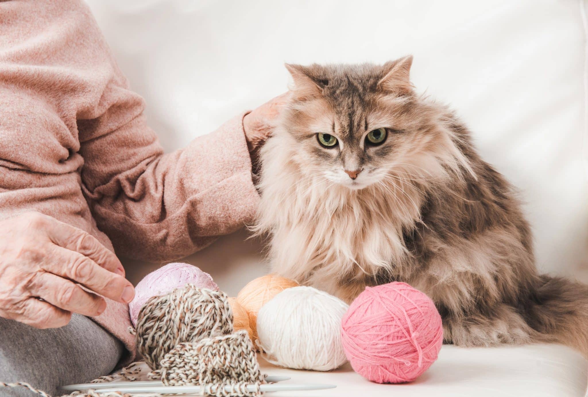 How Old Is A Senior Cat & How To Care For Them