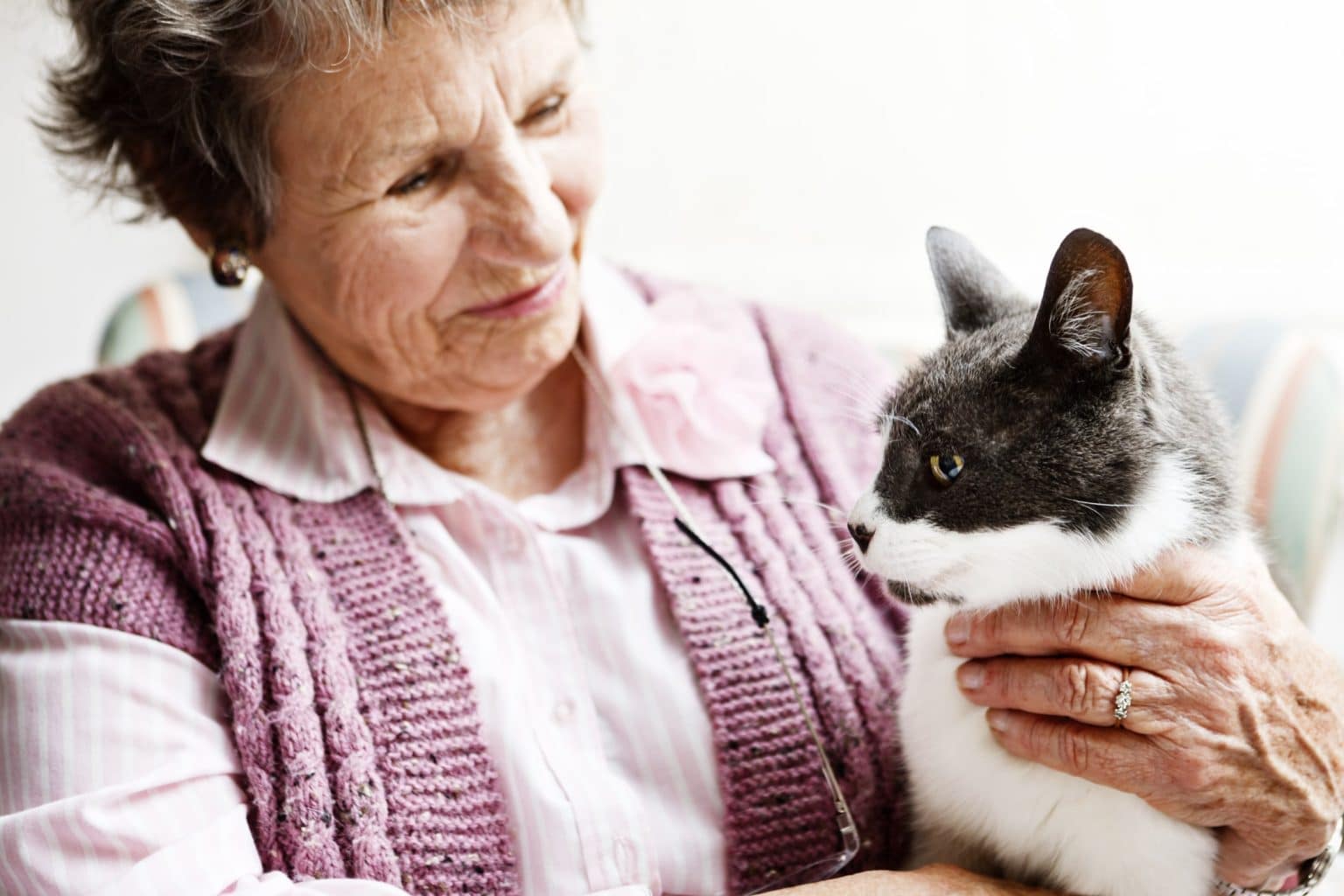 How Old Is A Senior Cat & How To Care For Them