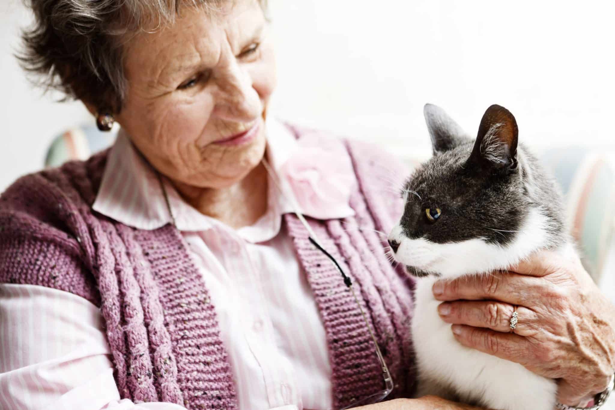 How Old Is A Senior Cat & How To Care For Them