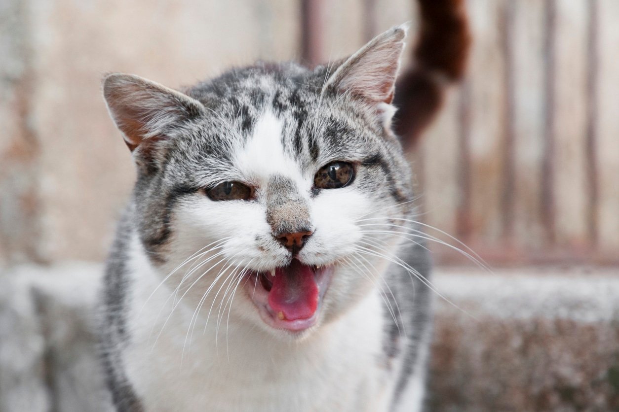 Why Do Cats Meow & What Does It Mean? De-Coding Your Cat's Meows